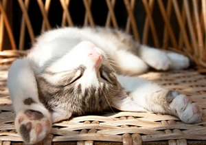 Add an Outdoor Living Space Your Pets Can Enjoy, Too.